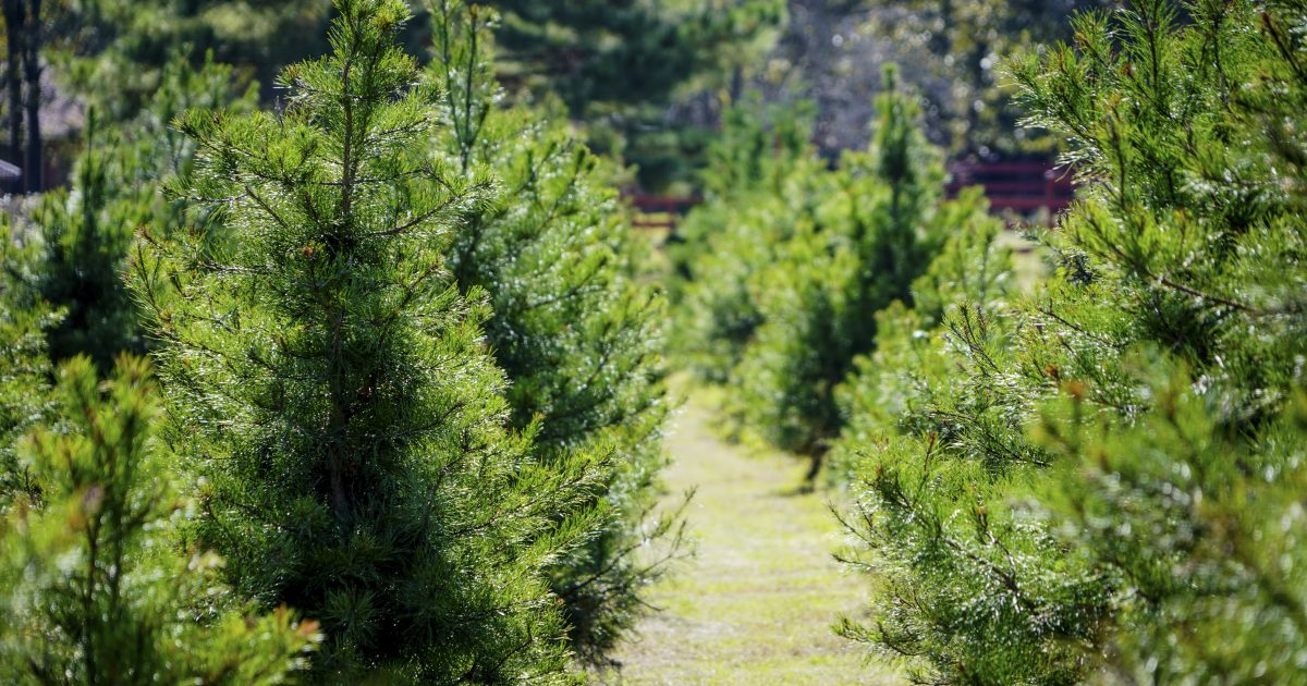 Kelumac Christmas Tree Farm | Destination Bryan